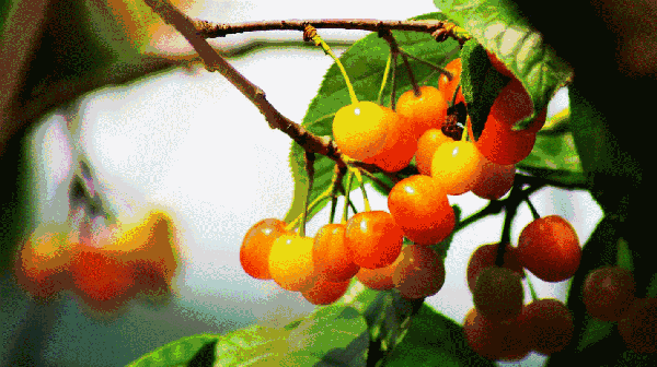 Life Encyclopedia | How to pick cherries - iMedia