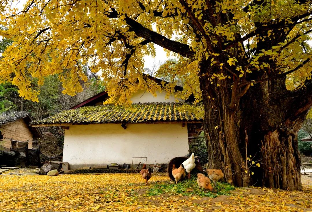 20 autumn poems written by Song Dynasty poet Zhu Shuzhen, poetic and ...