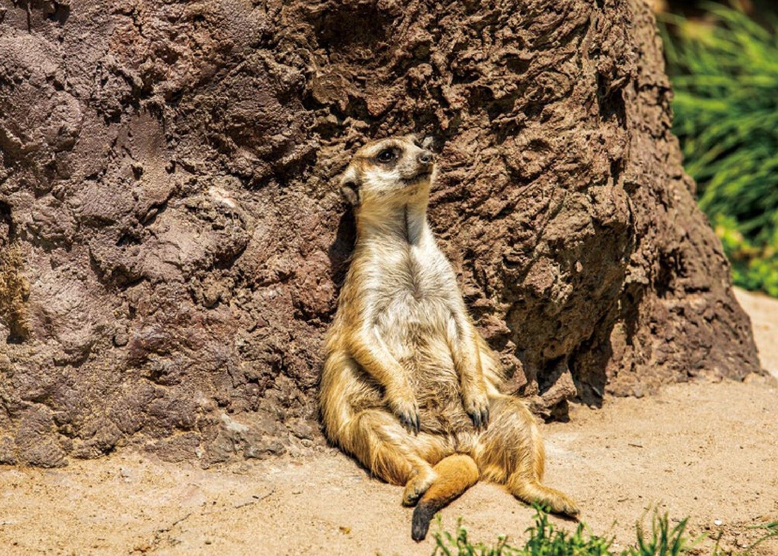 The five poisonous meerkats, the cruel heart under the cute appearance ...