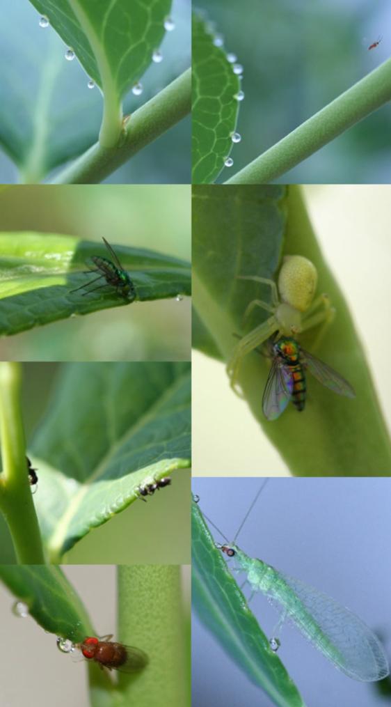 What are the plants doing at night?Spit water to the enemy's enemy - iNEWS