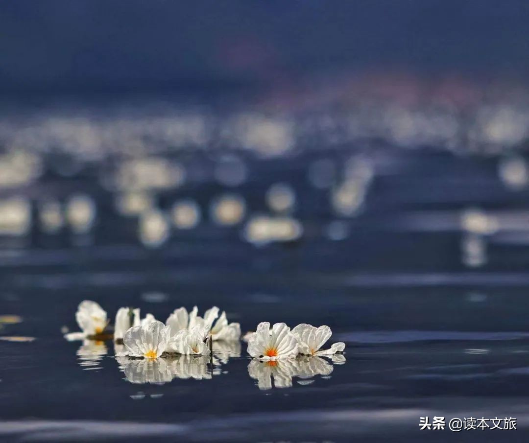 Sea cauliflower in Lugu Lake, yyds - iMedia