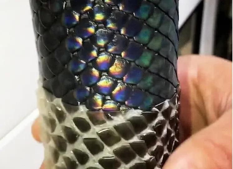 The man thinks that it is too difficult for the snake to peel off by ...