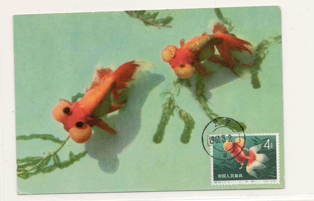 Colorful goldfish - iNEWS