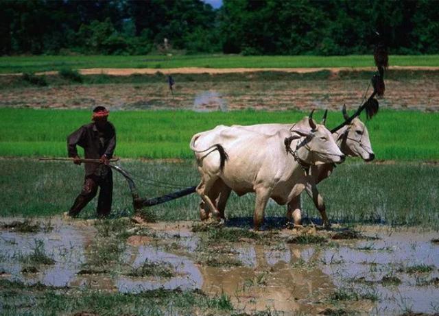 There are only exhausted cattle, no bad farming - iNEWS
