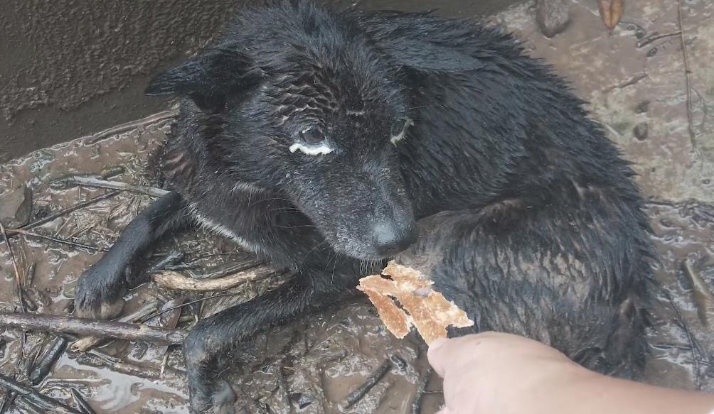 Sichuan: The dog lost half his life for a bite of meat, and the dog ...