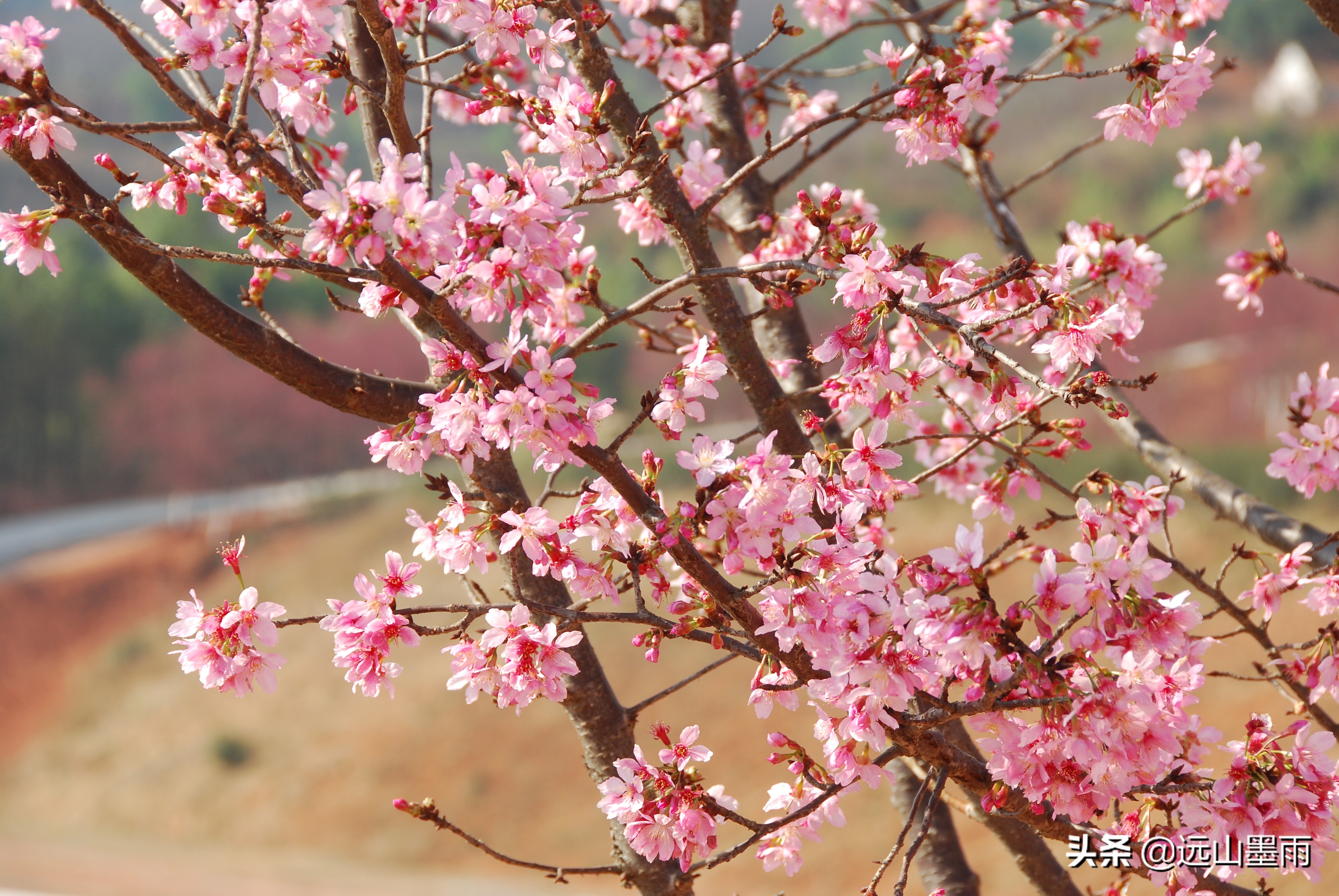 In Kunming, where to enjoy cherry blossoms in early spring and February ...