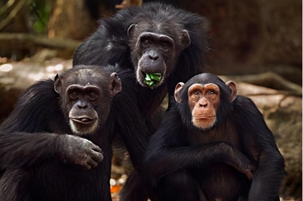 Why have humans become intelligent creatures, while great apes are ...