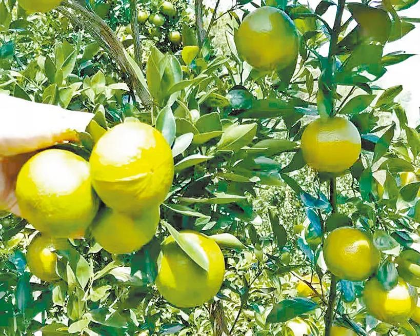 Baishi Town, Yun'an District, makes every effort to build a "Fragrant ...