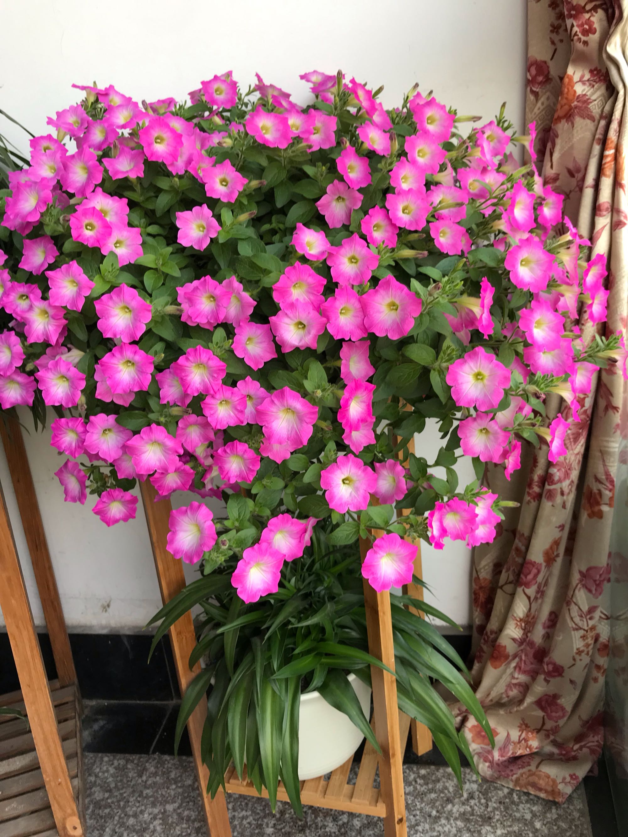 6 kinds of "short-lived flowers", after blooming, "it's useless", no ...