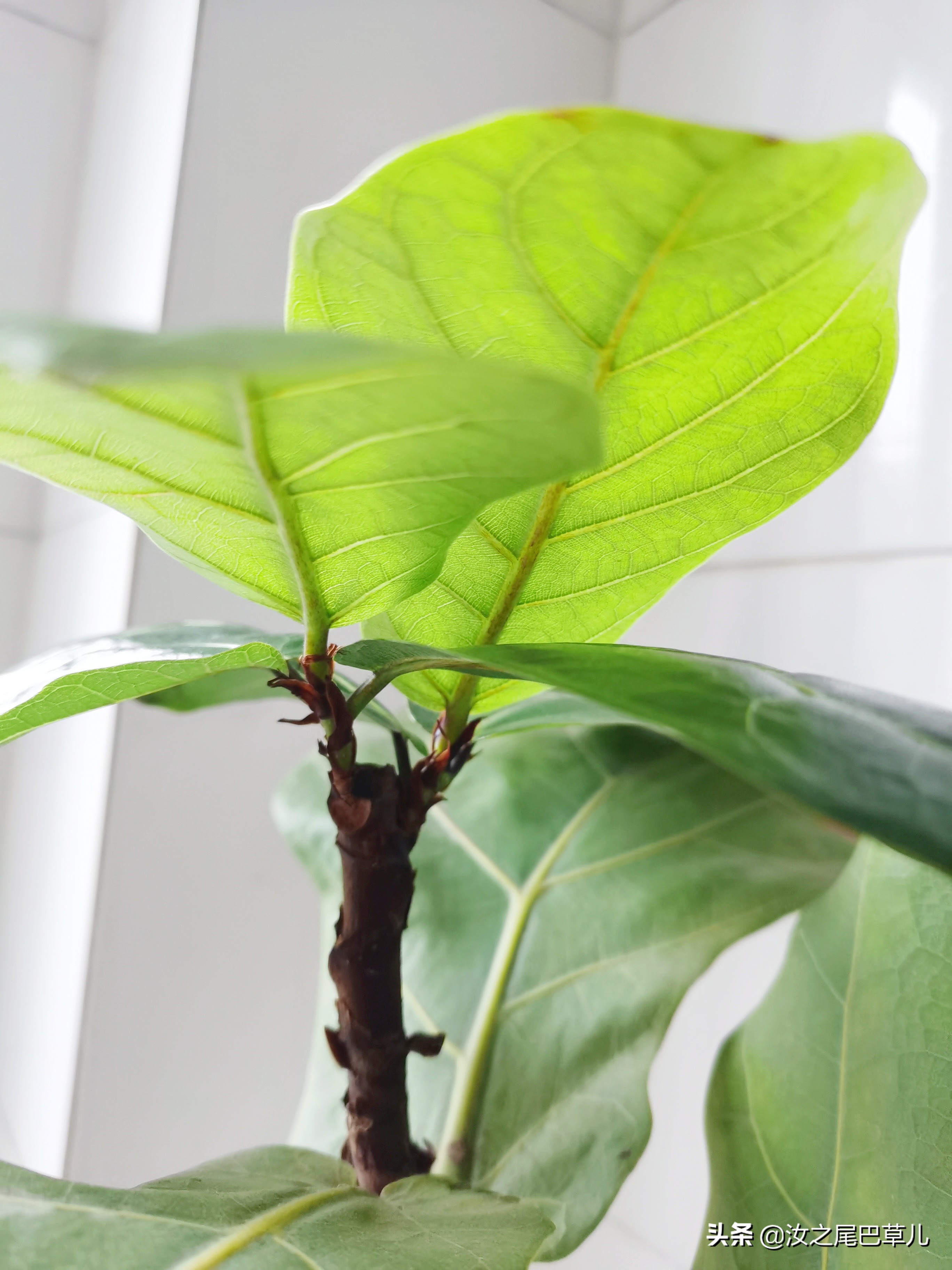 Qin Yerong beheaded cuttings ︱ single head becomes long, really ...