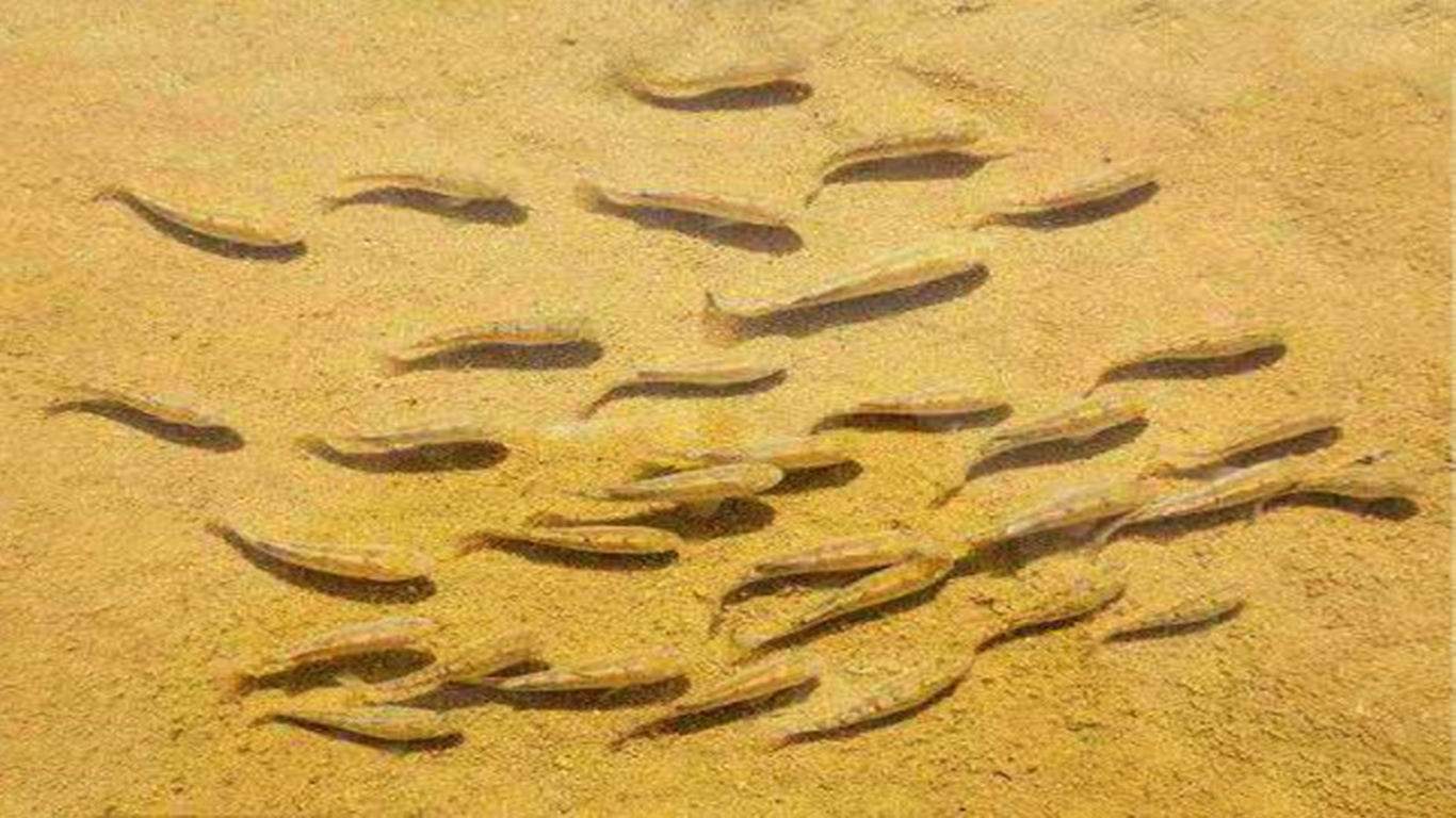 Isolated for 50,000 years, there are only 38 desert fishes left. Why ...