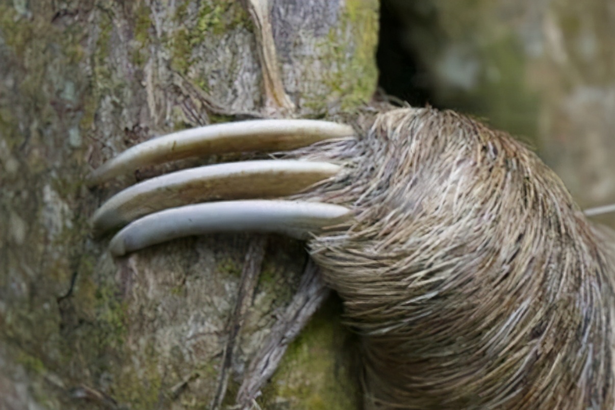 The tunnel in Brazil 13,000 years ago, scientists confirmed after ...