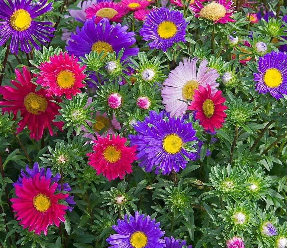 What kind of flower is Gesang flower? - iMedia