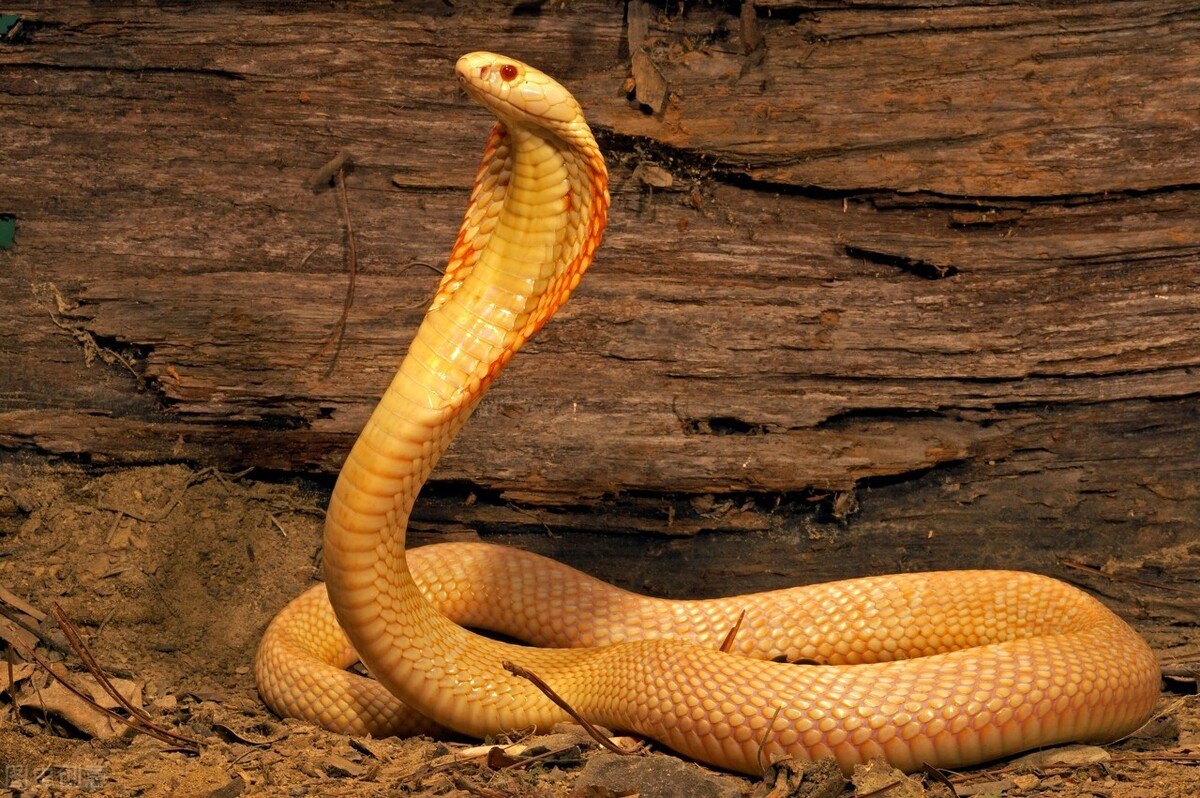 Cobras that don't bite are not good cobras. Snake tamers are still ...