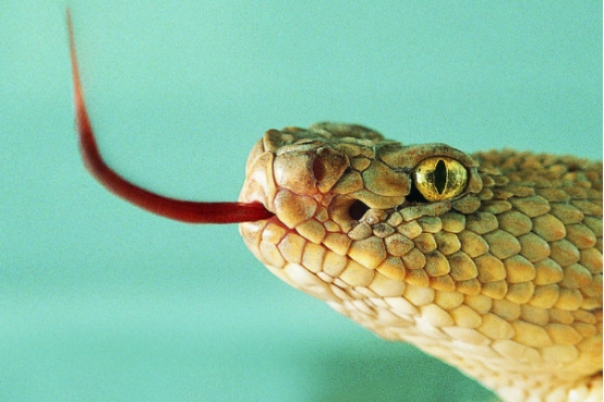 Why do you have to hit a seven-inch snake?Are there any weaknesses in ...