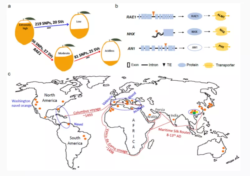 Discovered somatic mutations that affect the sourness of sweet orange ...