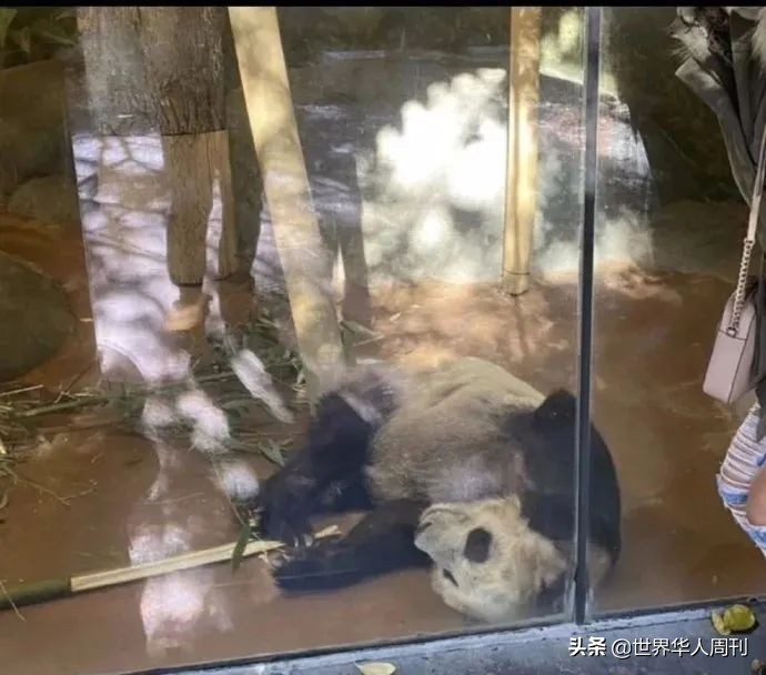 In the US, giant pandas are skinny and suspected of being abused ...