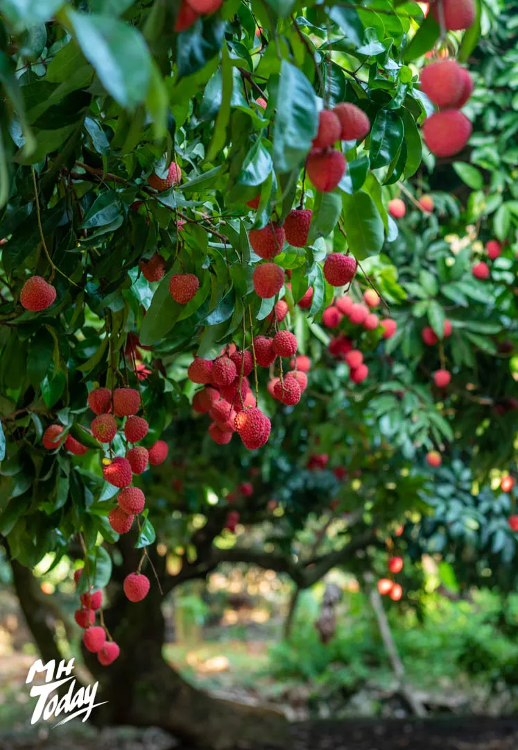 There is a taste of summer, called lychee!Mianhu foodie, how many ...