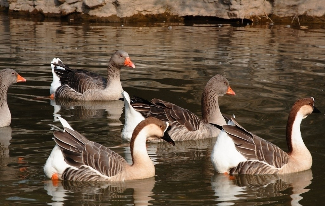 Why do snakes run away where there are geese, can goose dung really ...