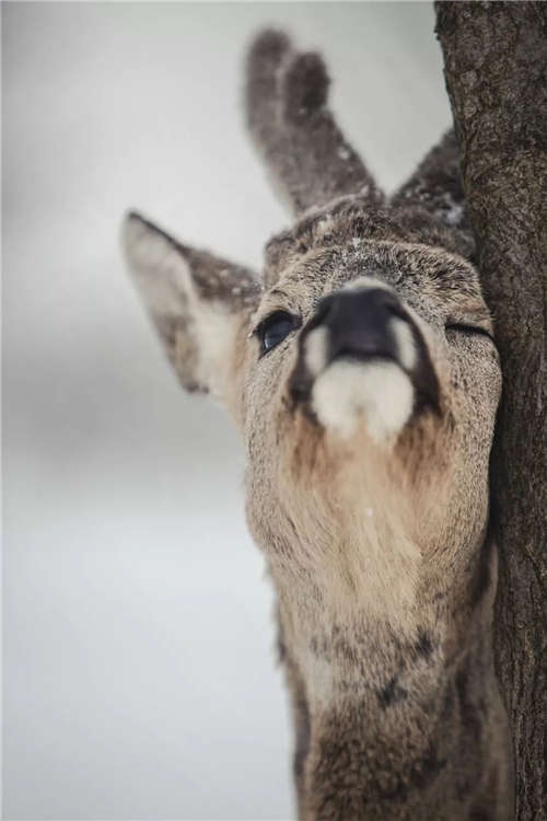 How stupid is a silly roe deer?Stupid enough that it is not extinct, is ...