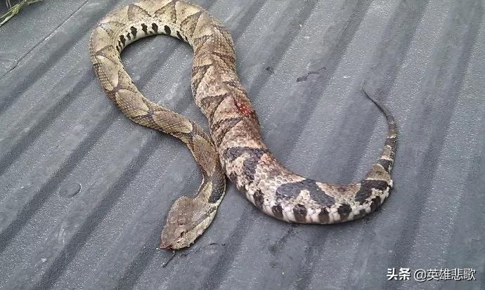 The confrontation between the cauliflower snake and the five-step snake ...