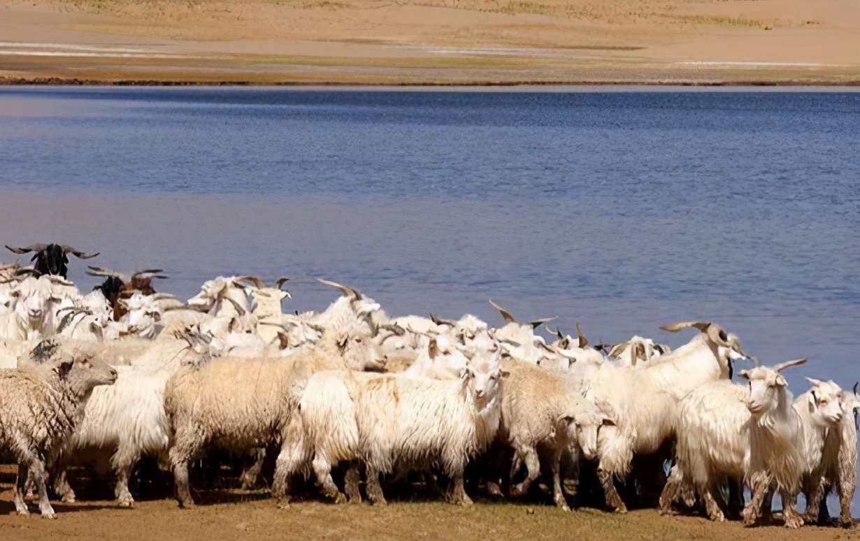 The ancient nomads were often attacked by wolves. The herders made a ...