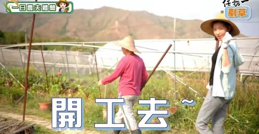 Image contrast!TVB actress Chen Ziyao experiences Japanese farmers ...