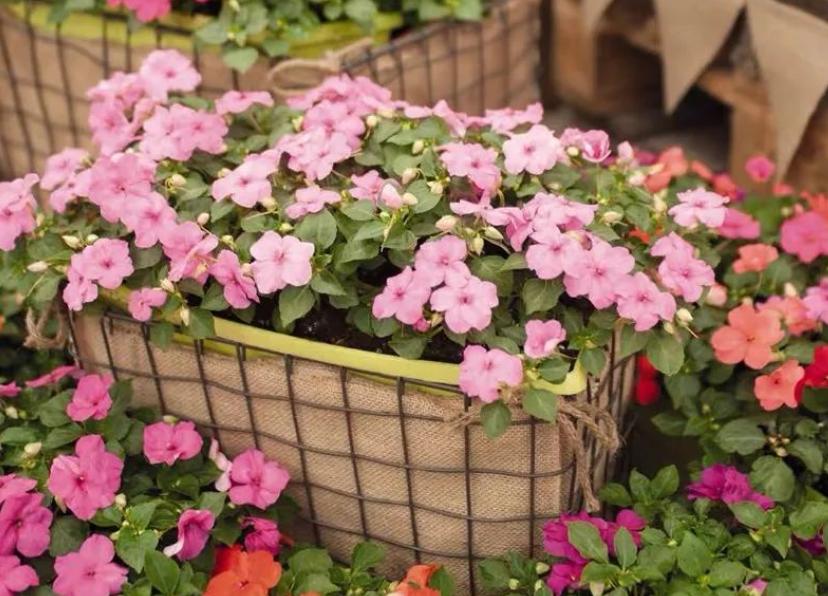 In autumn, potted impatiens, both cold and hot, bloom all year round ...