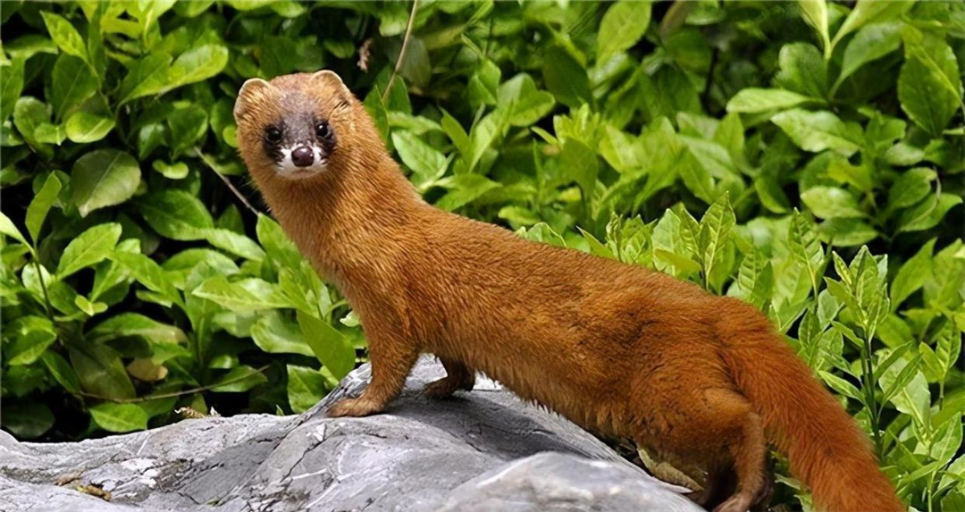 Weasel is a treasure all over, why are few people willing to breed ...