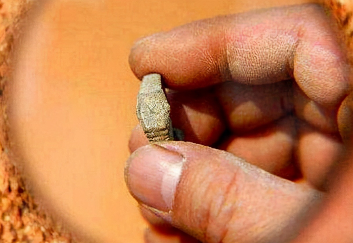 A watch was dug out from an ancient tomb in Guangxi during the Ming ...