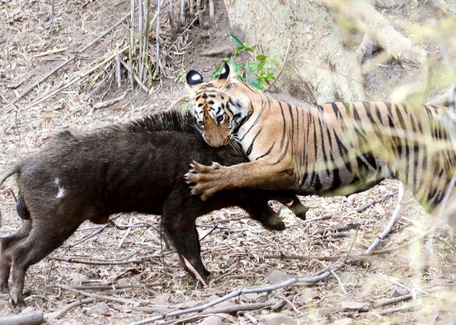 Liger fight, leopard fight against mountain lion, wolf fight against ...