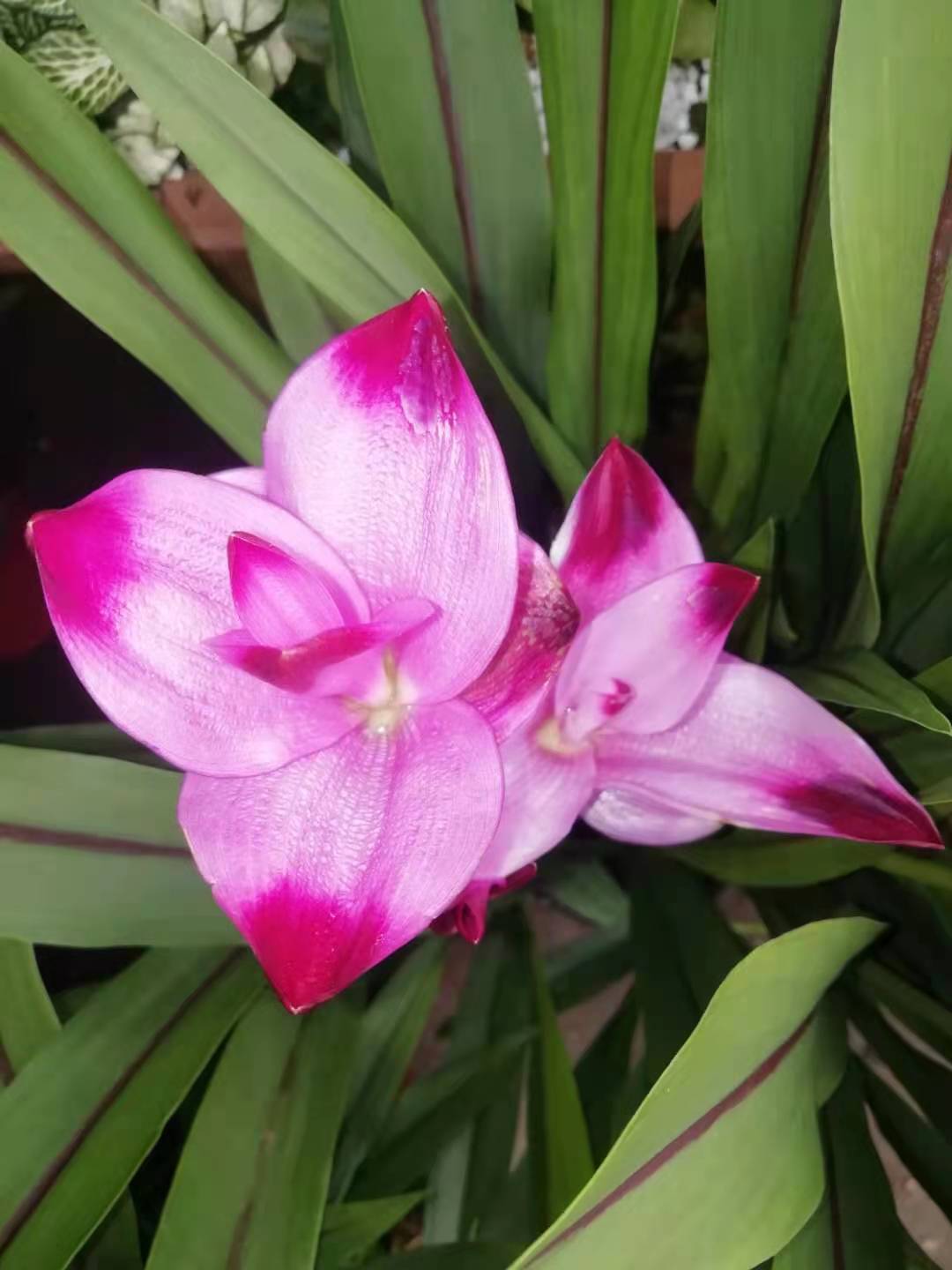 The flowers are amazing, the medicinal effects are amazing, and the ...