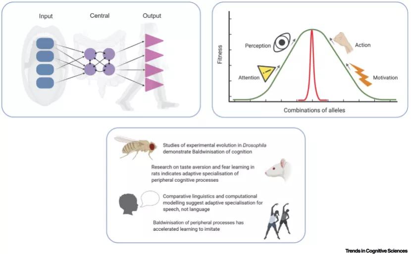 Understanding human wisdom through human limitations - iNEWS