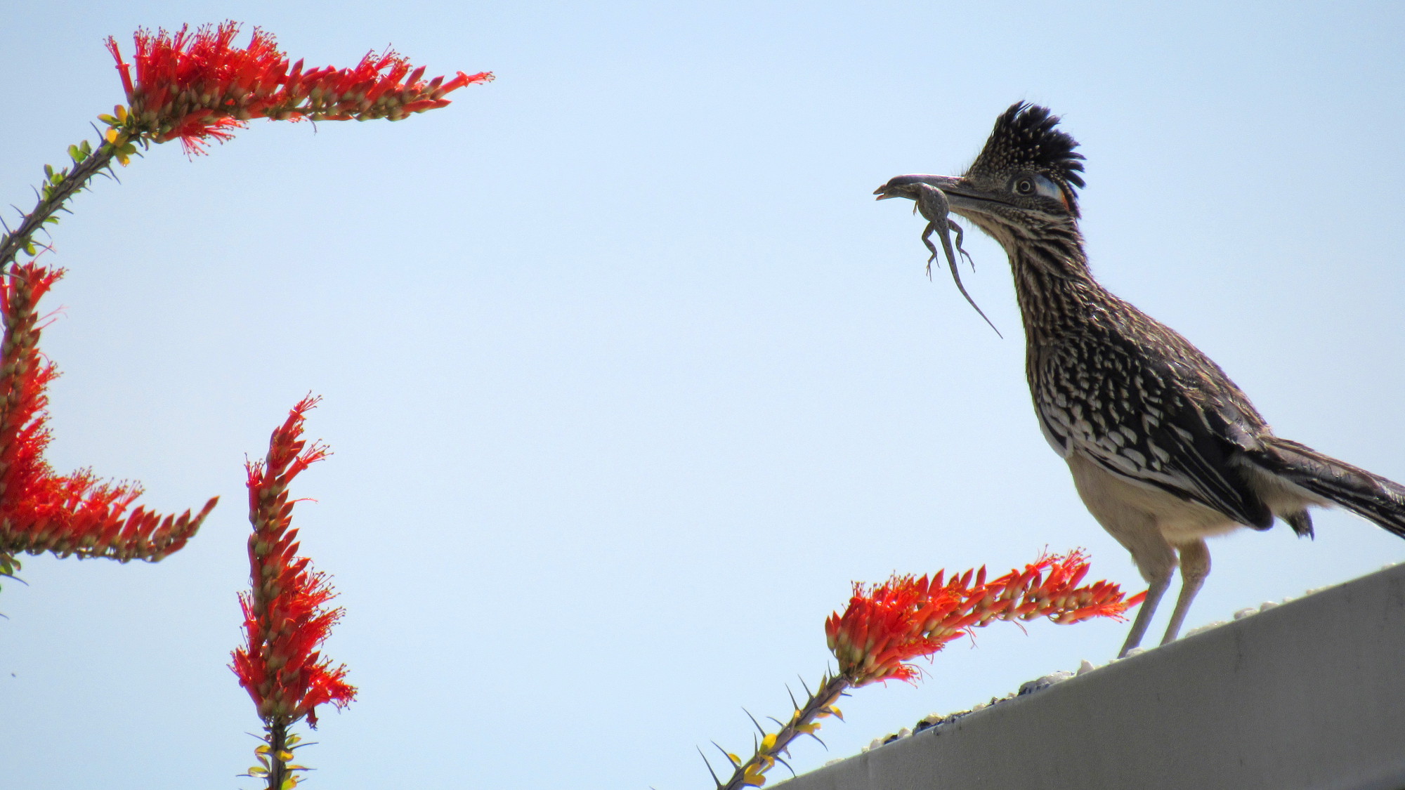 How could the flightless roadrunner challenge the snake? - iNEWS