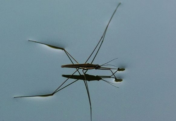"Spider" water strider walking on water - iNEWS