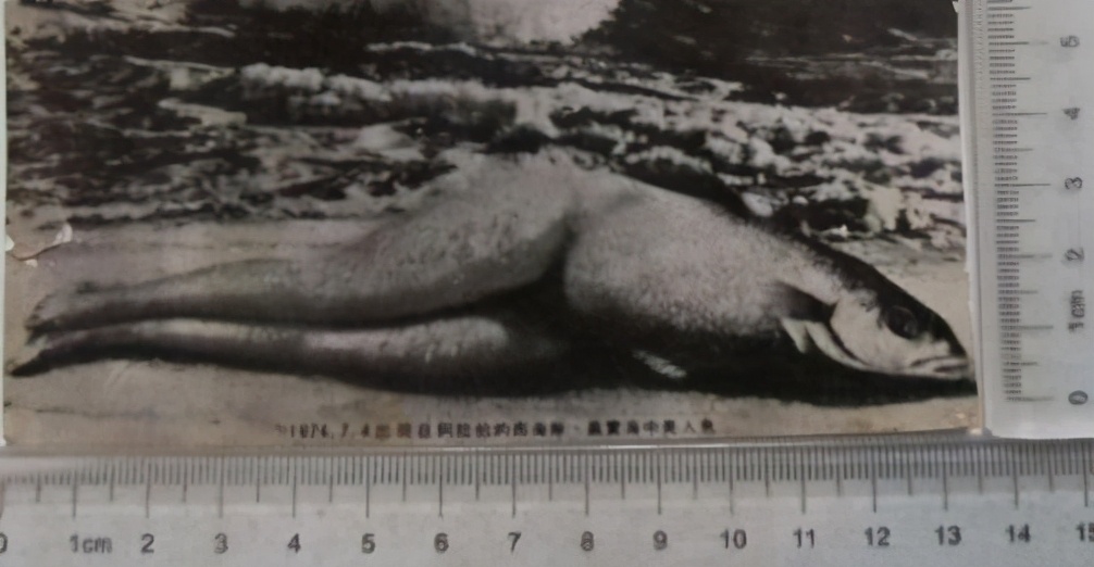 Except for the normal mermaid, have you ever seen a mermaid with a fish ...