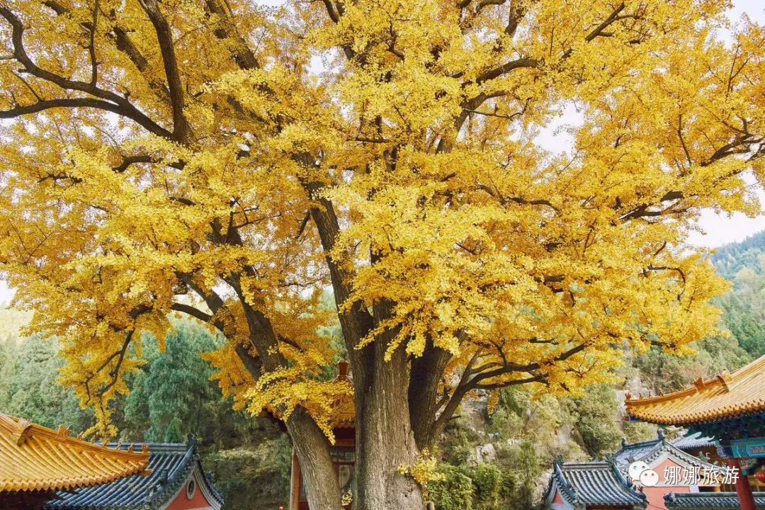 A ginkgo tree in Xi'an, beautiful for 1400 years - iNEWS