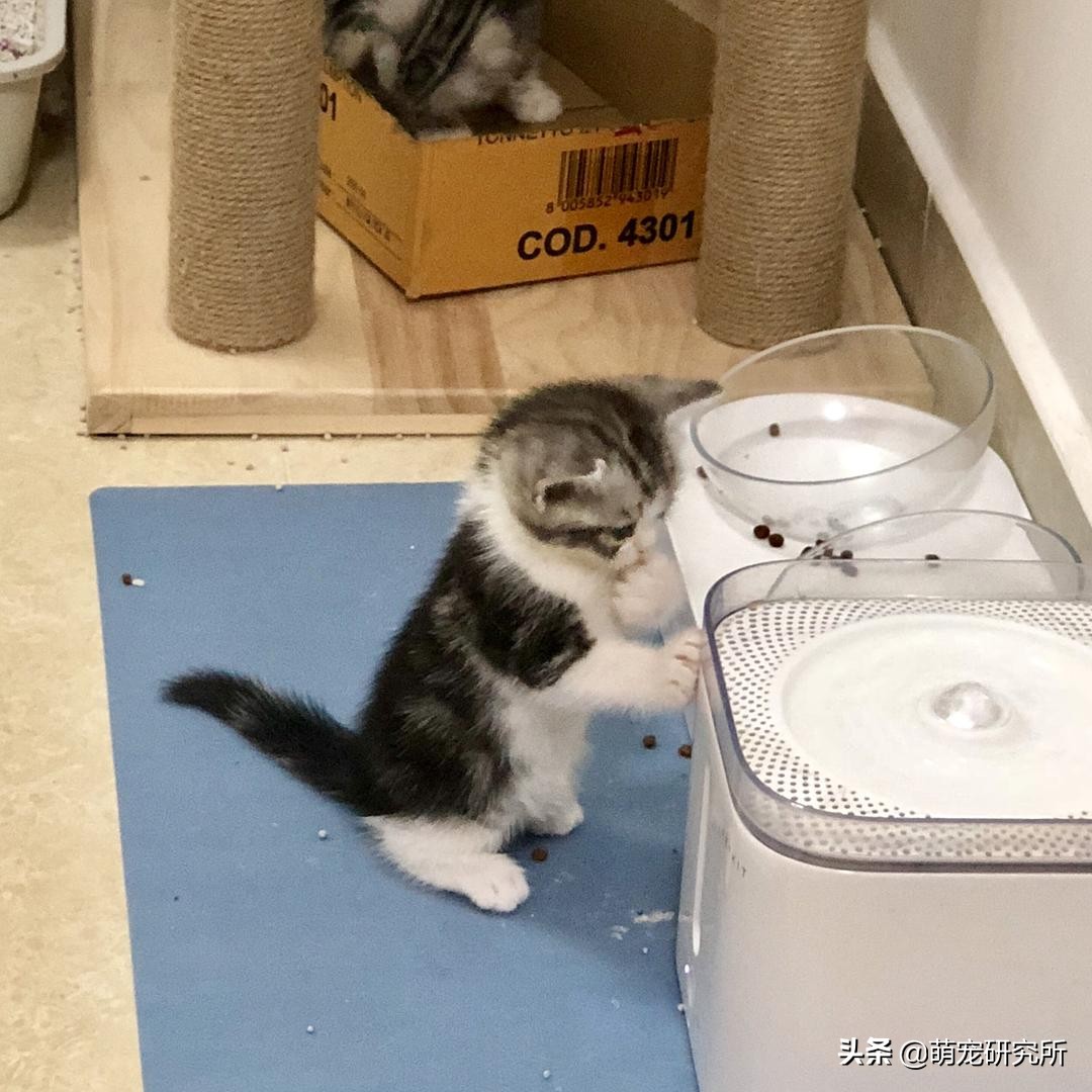 What do you need to raise a beautiful short cat? - iMedia
