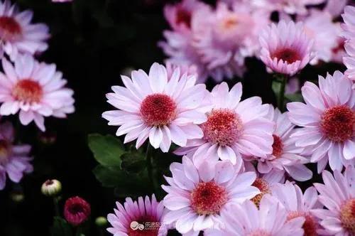 Qilu·Autumn - iNEWS