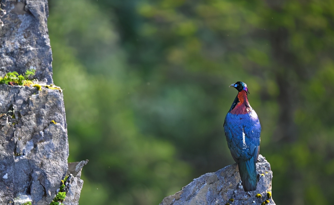 China's unique "Rainbow Bird" is one of the most beautiful birds in the ...