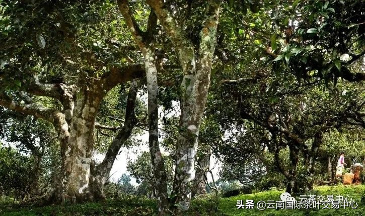 Menghai, Yunnan: More than 2.3 million ancient tea trees are protected ...