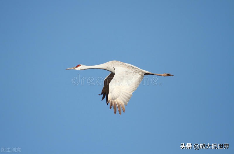 Why does Crane stand on one foot and sleep? - iMedia