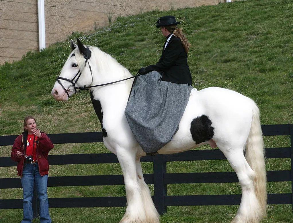 "A lean camel is bigger than a horse", but a million-dollar tall horse ...