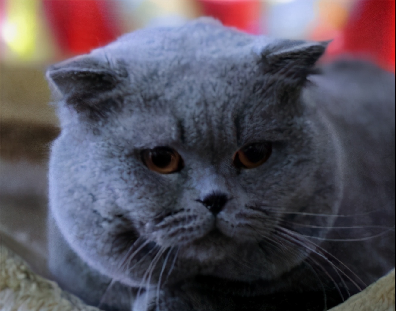 Cats' cheeks are not just about gaining weight, but also to master ...