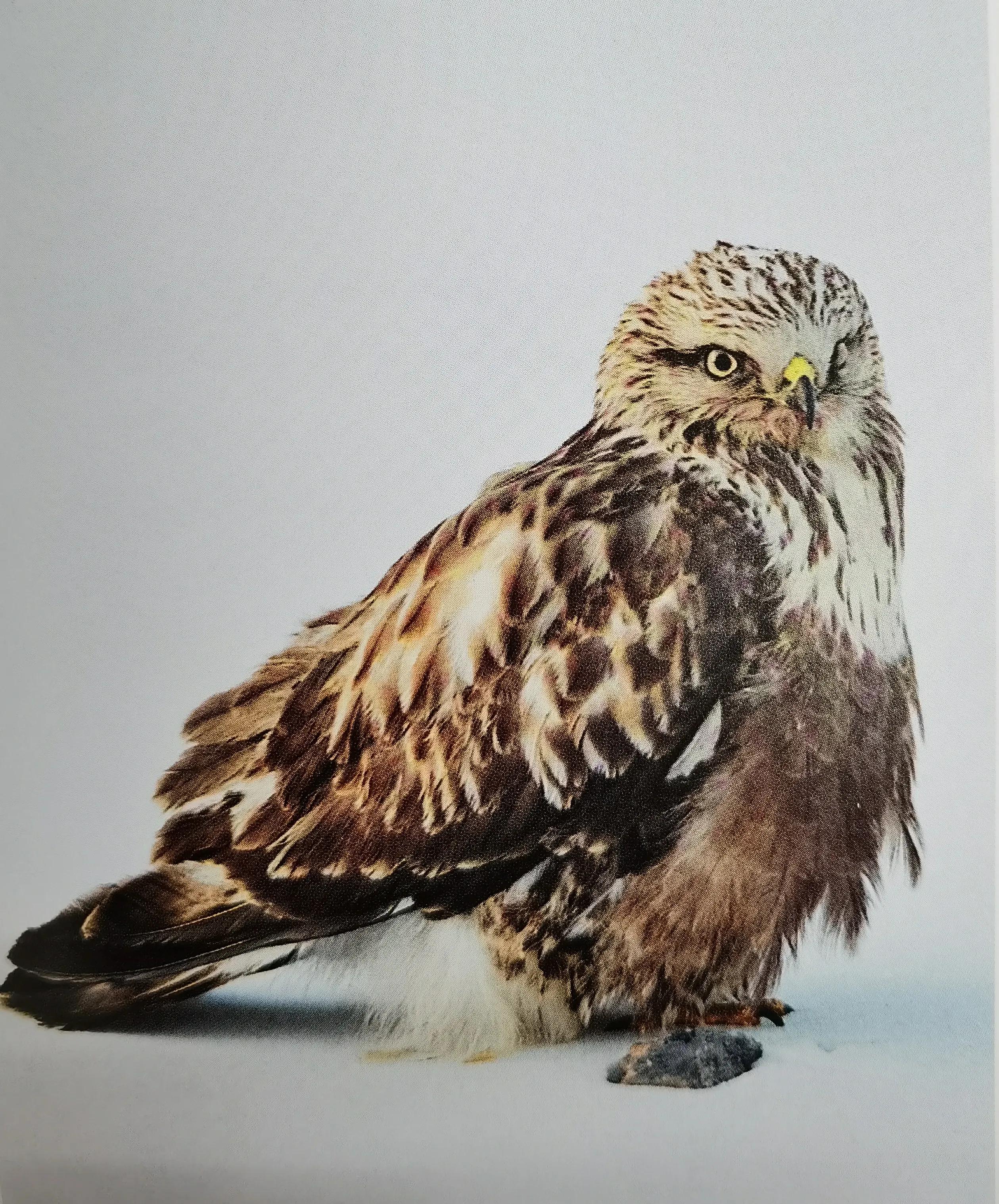 Falconiformes of wild birds in Ulan Qab - iNEWS