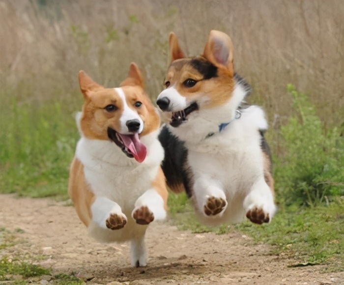 The 10 "body language" of the Corgi, all understand, show that you are ...