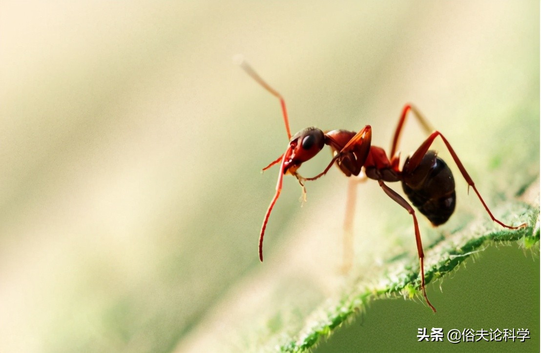 Ants come from "two-dimensional space"?Researchers say they can't see ...