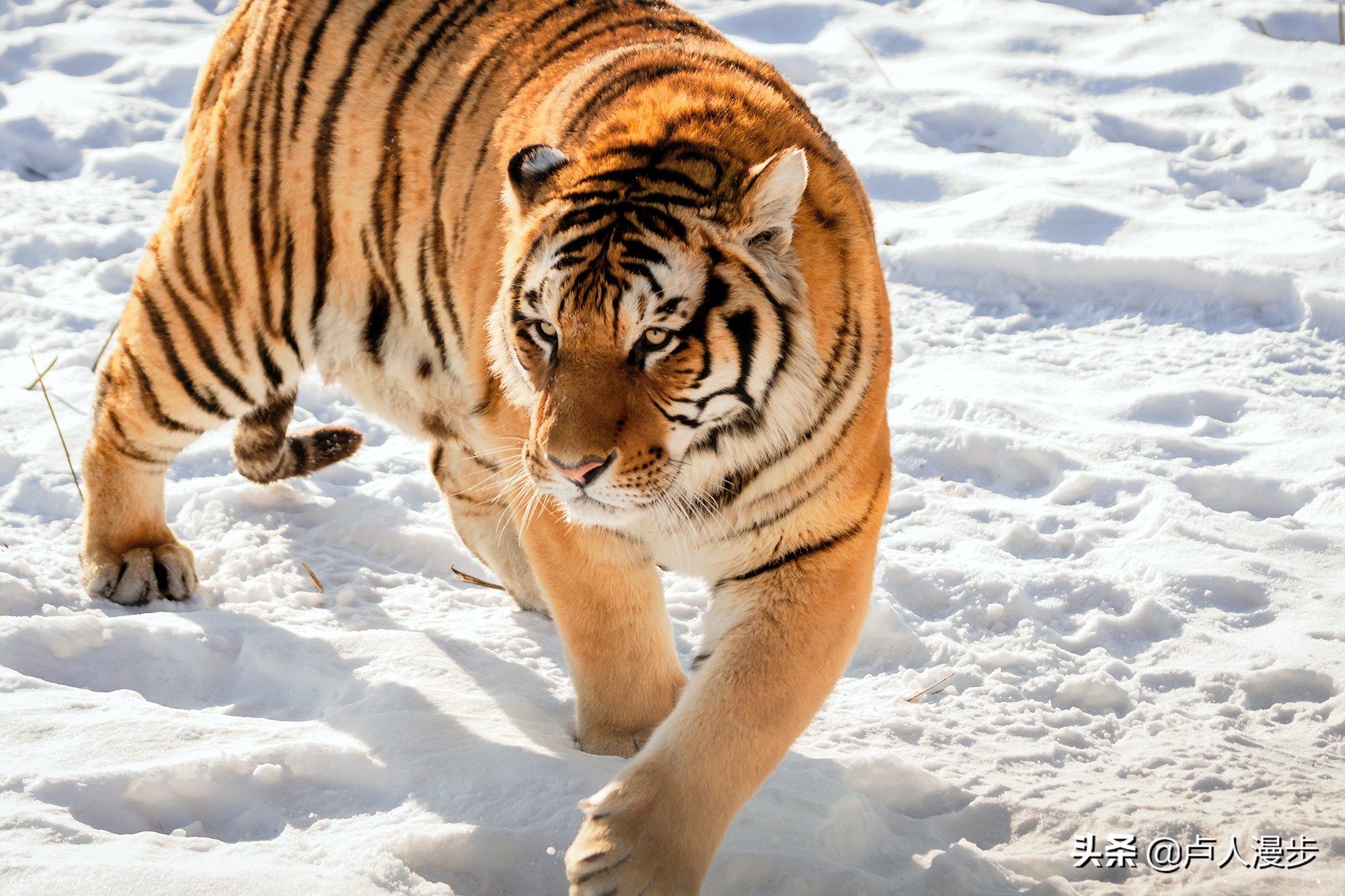 The Siberian tiger hurts people and arouses attention to the Tiger ...