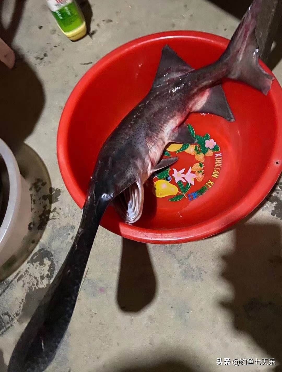 Bozhou anglers caught a strange "duck-billed fish", which looked like a ...