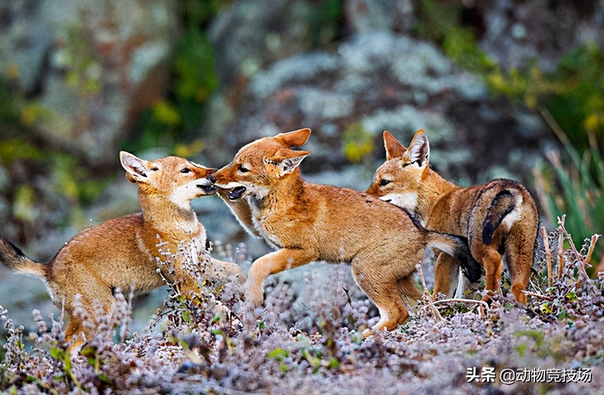 The wolf in fox skin is also the most endangered wolf species in the ...